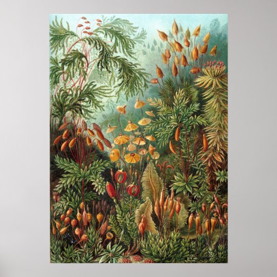 Ernst Haeckel - Muscinae Poster | Zazzle.com