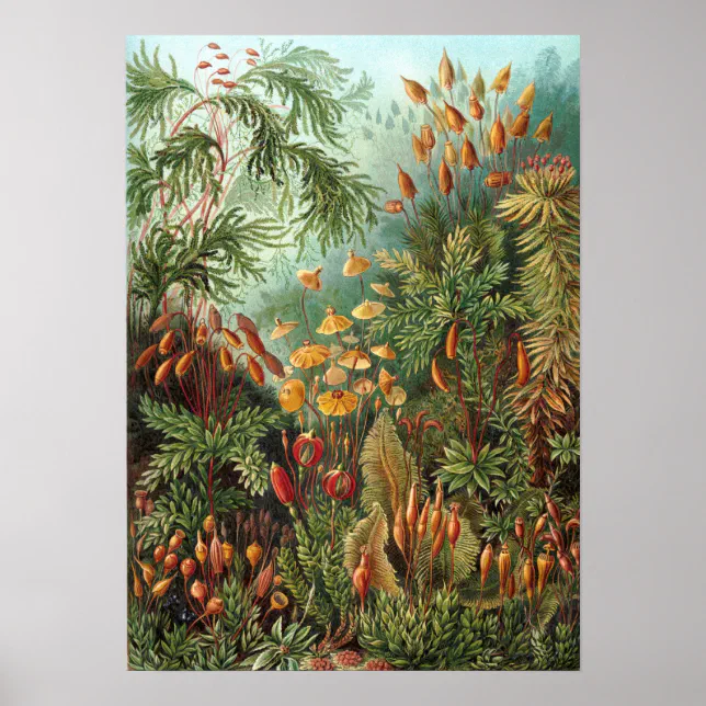 Ernst Haeckel - Muscinae Poster | Zazzle