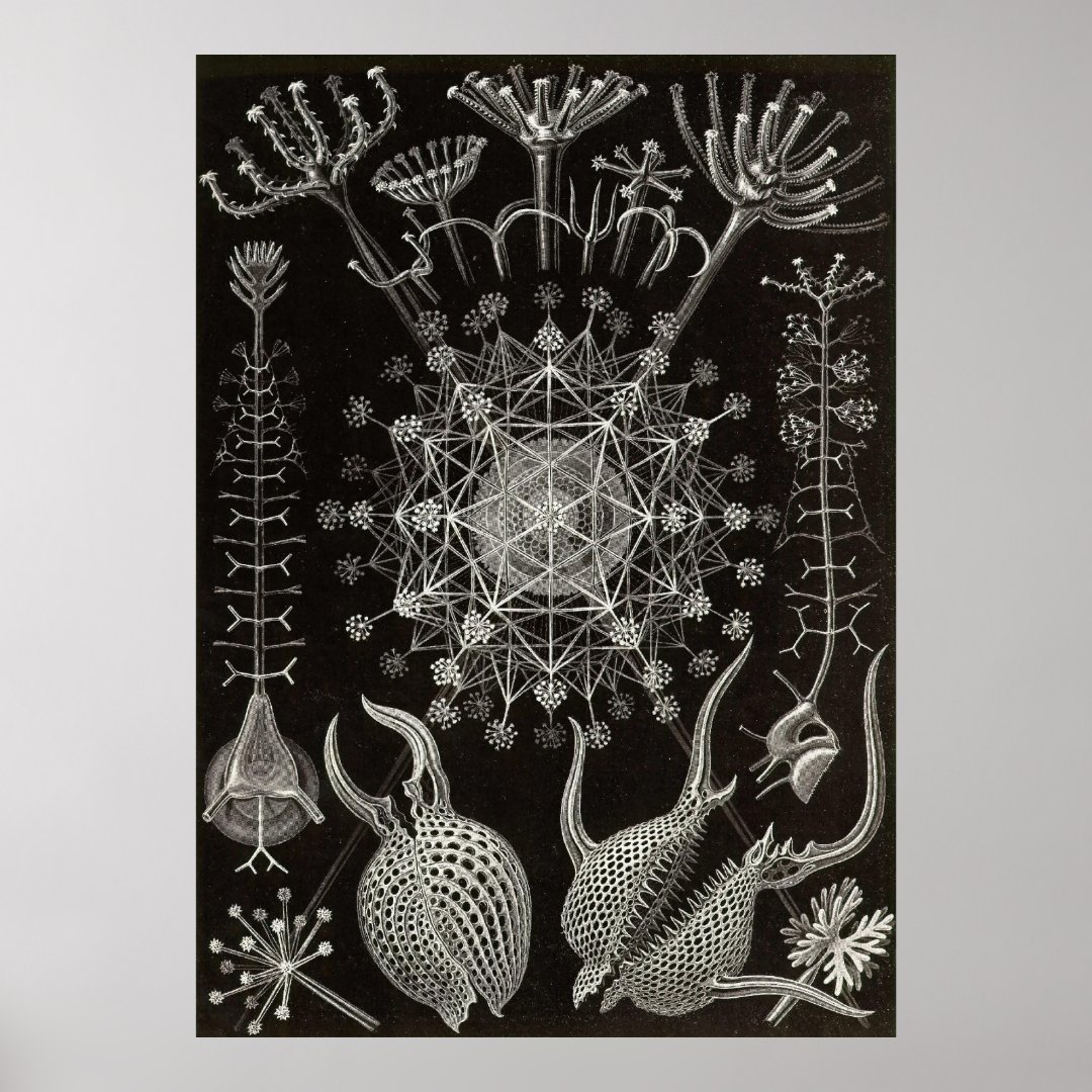Ernst Haeckel - Phaeodaria2 Poster | Zazzle