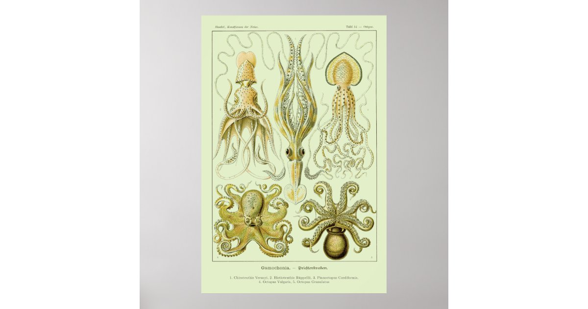Ernst Haeckel Poster | Zazzle