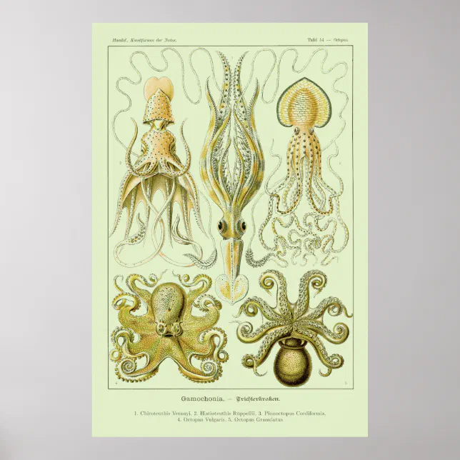 Ernst Haeckel Poster | Zazzle