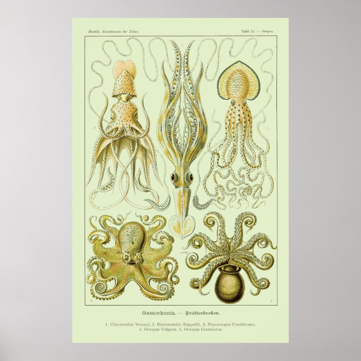 Ernst Haeckel Poster | Zazzle.com