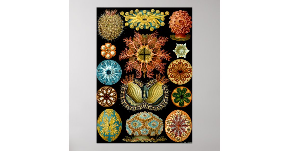Ernst Haeckel Poster ~ Actiniae | Zazzle