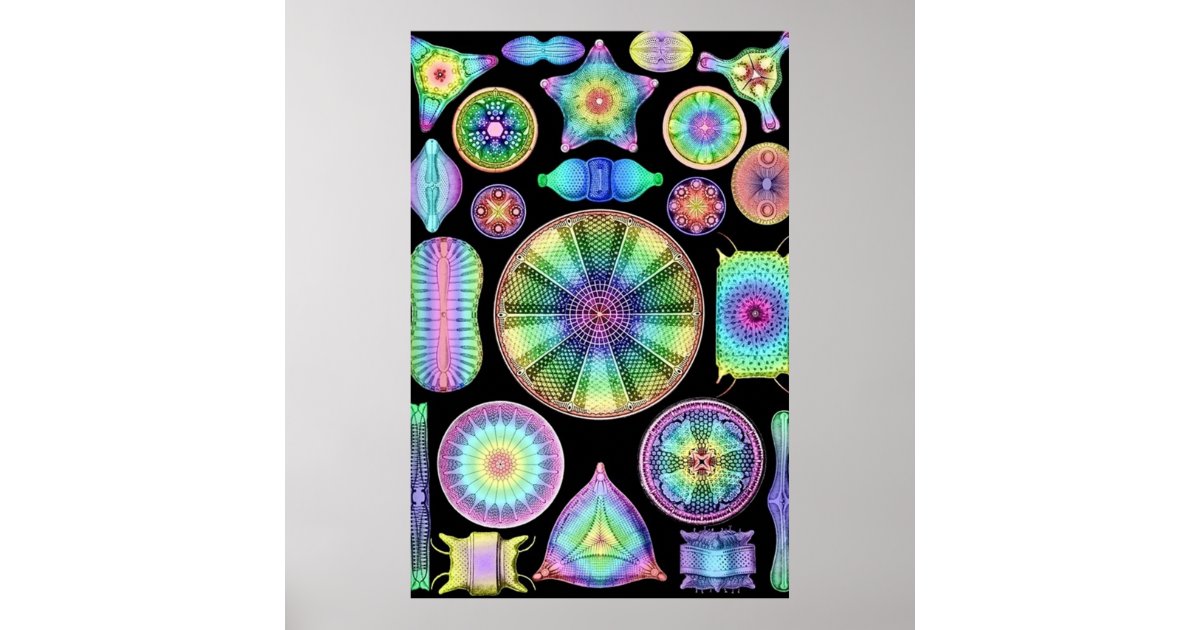 Ernst Haeckel Rainbow Diatoms Poster | Zazzle