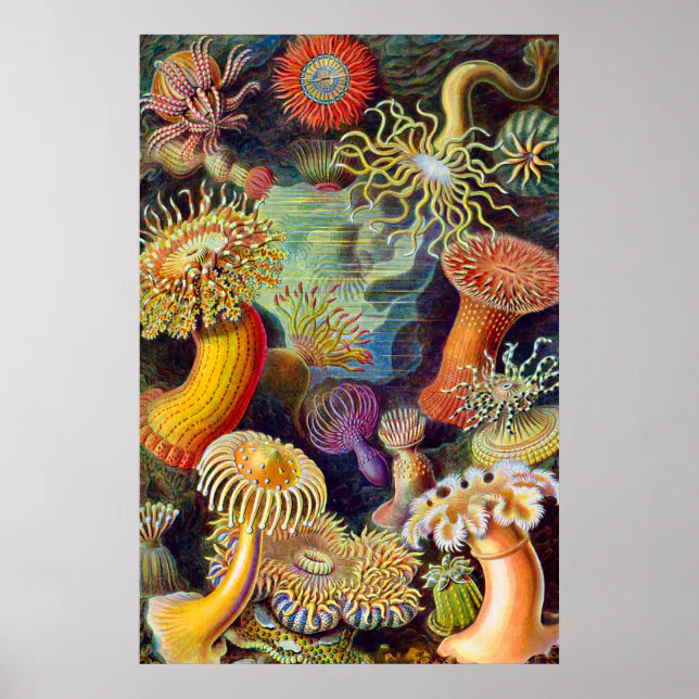 Ernst Haeckel Sea Anemones Marine:Actiniae Poster | Zazzle