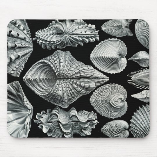 Ernst Haeckel Vintage Shells Mousepad | Zazzle.com