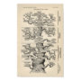 Ernst Haeckel's "tree of life" Poster | Zazzle