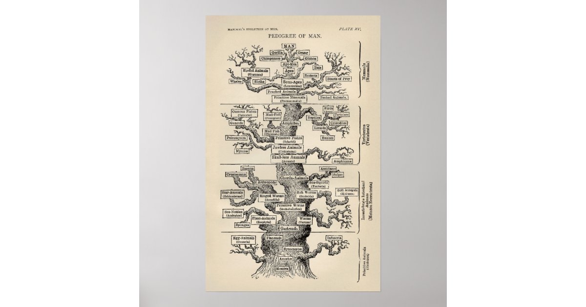 Ernst Haeckel's "tree of life" Poster | Zazzle