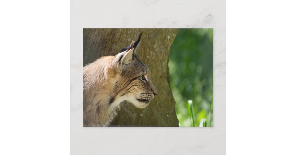 Eurasian Lynx Postcard | Zazzle