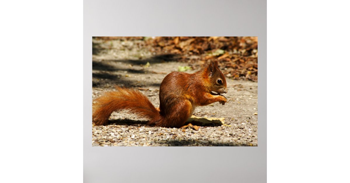 Eurasian red squirrel poster | Zazzle