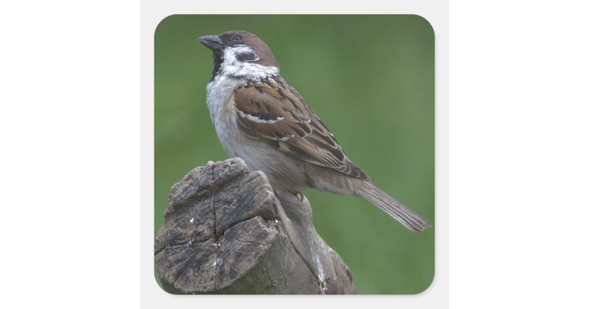 Eurasian Tree Sparrow Square Sticker | Zazzle