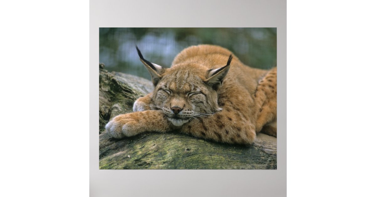 Europe _Lux, Eurasian lynx (Lynx Poster | Zazzle