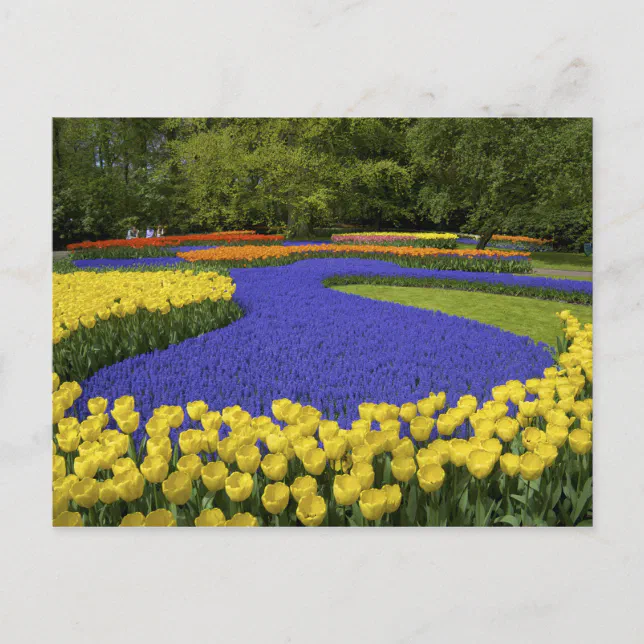 Europe, Netherlands, Holland, Lisse, Keukenhof Postcard | Zazzle