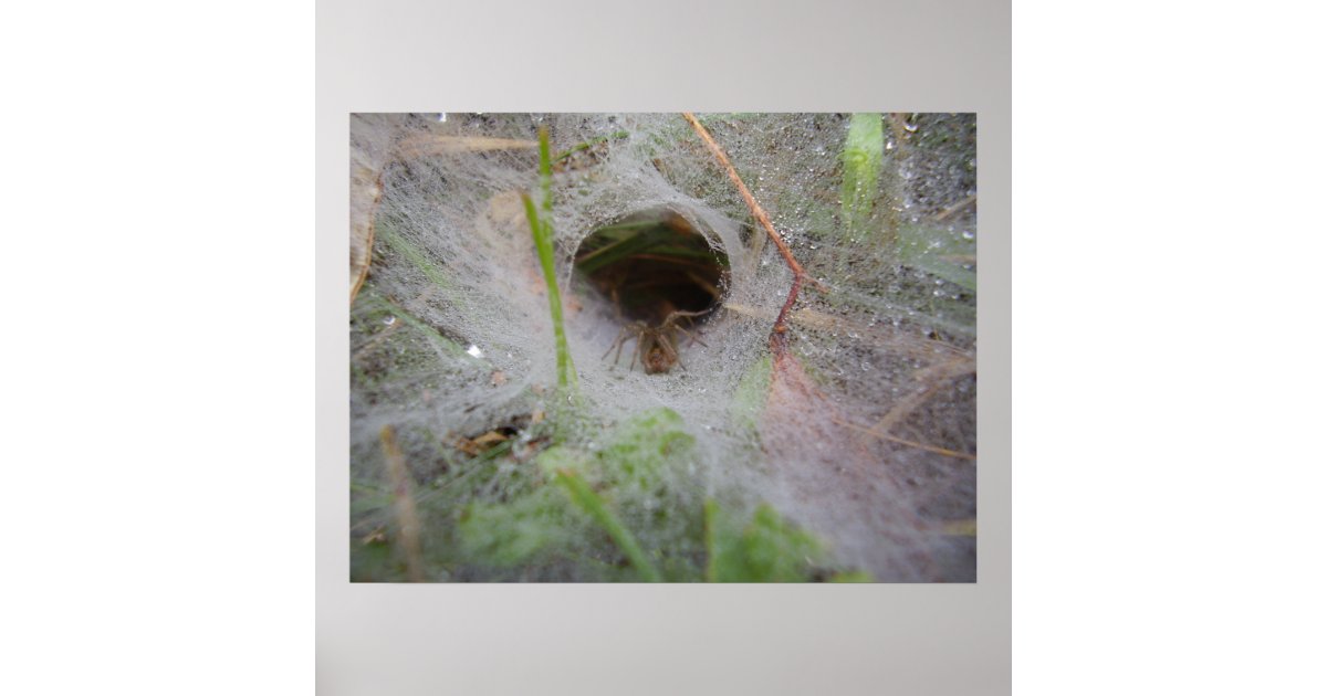 European Funnel Web Spider Poster | Zazzle