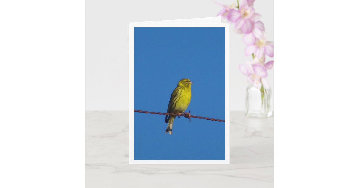 European Serin Bird Portrait Card | Zazzle