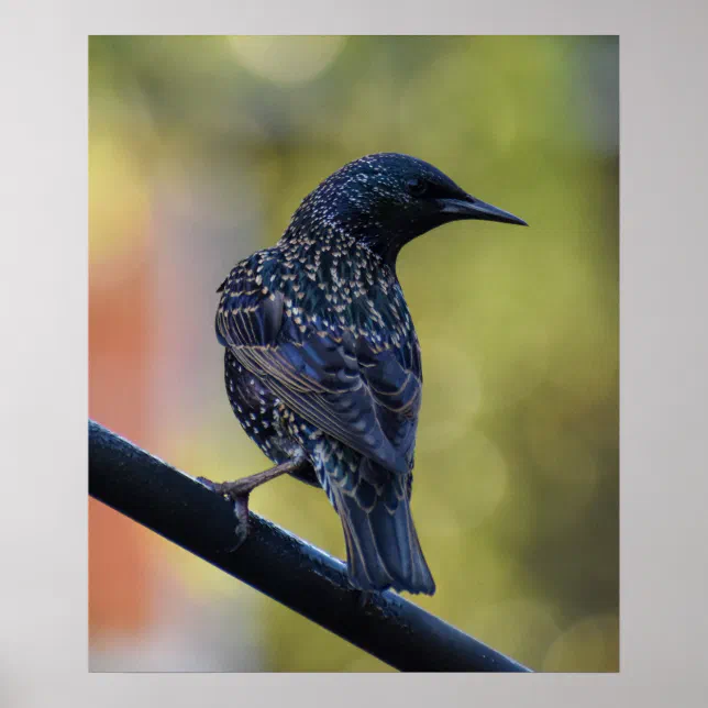 European Starling Poster | Zazzle