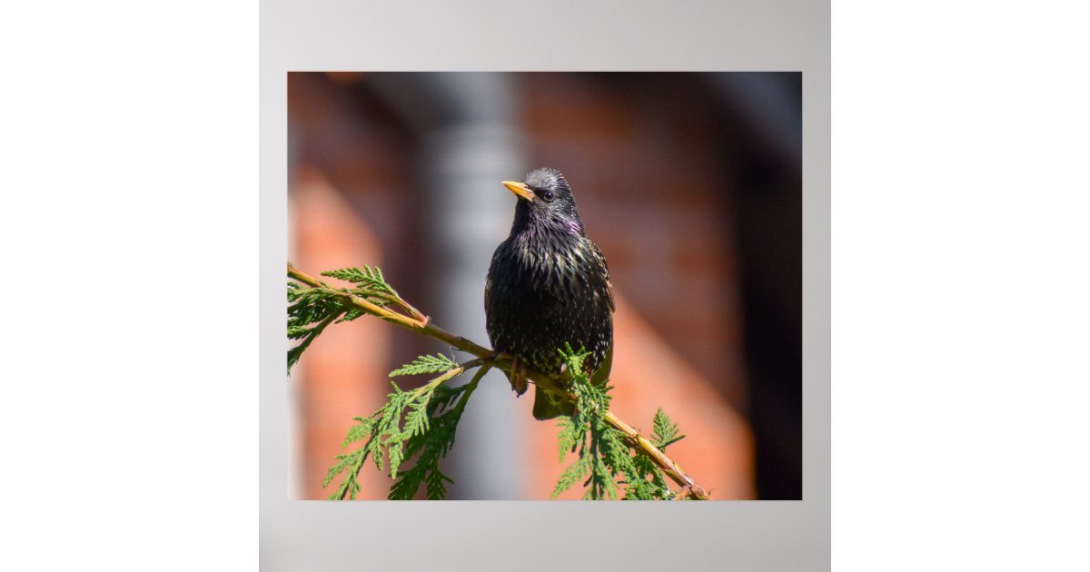 European Starling Poster | Zazzle