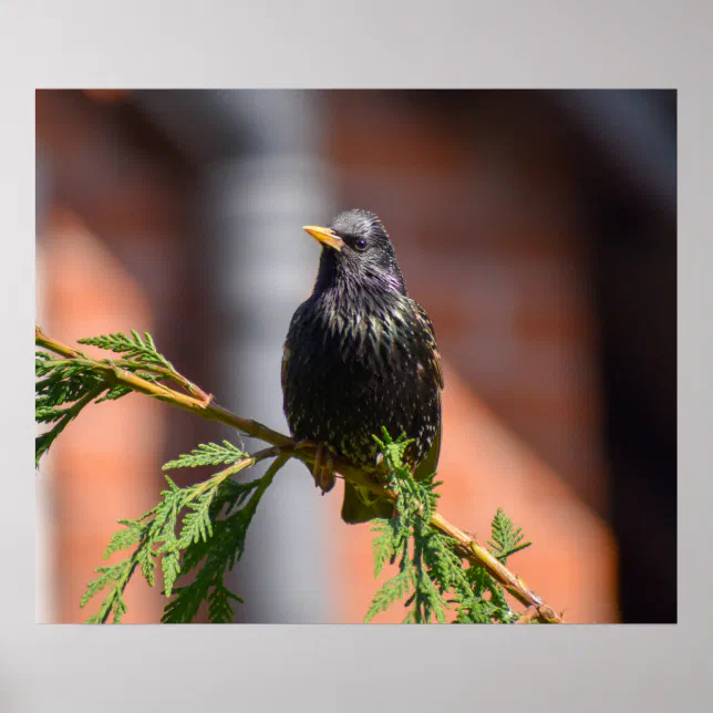 European Starling Poster | Zazzle