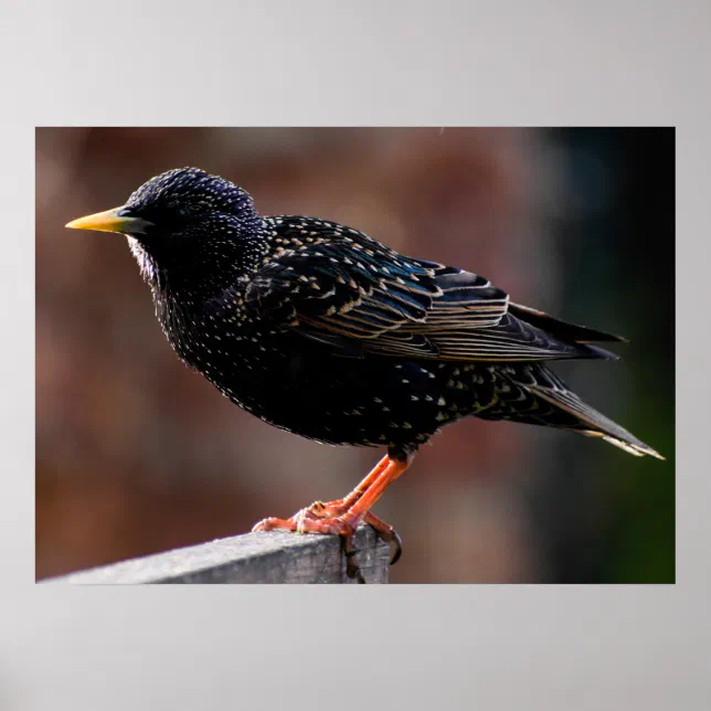 European Starling Poster | Zazzle