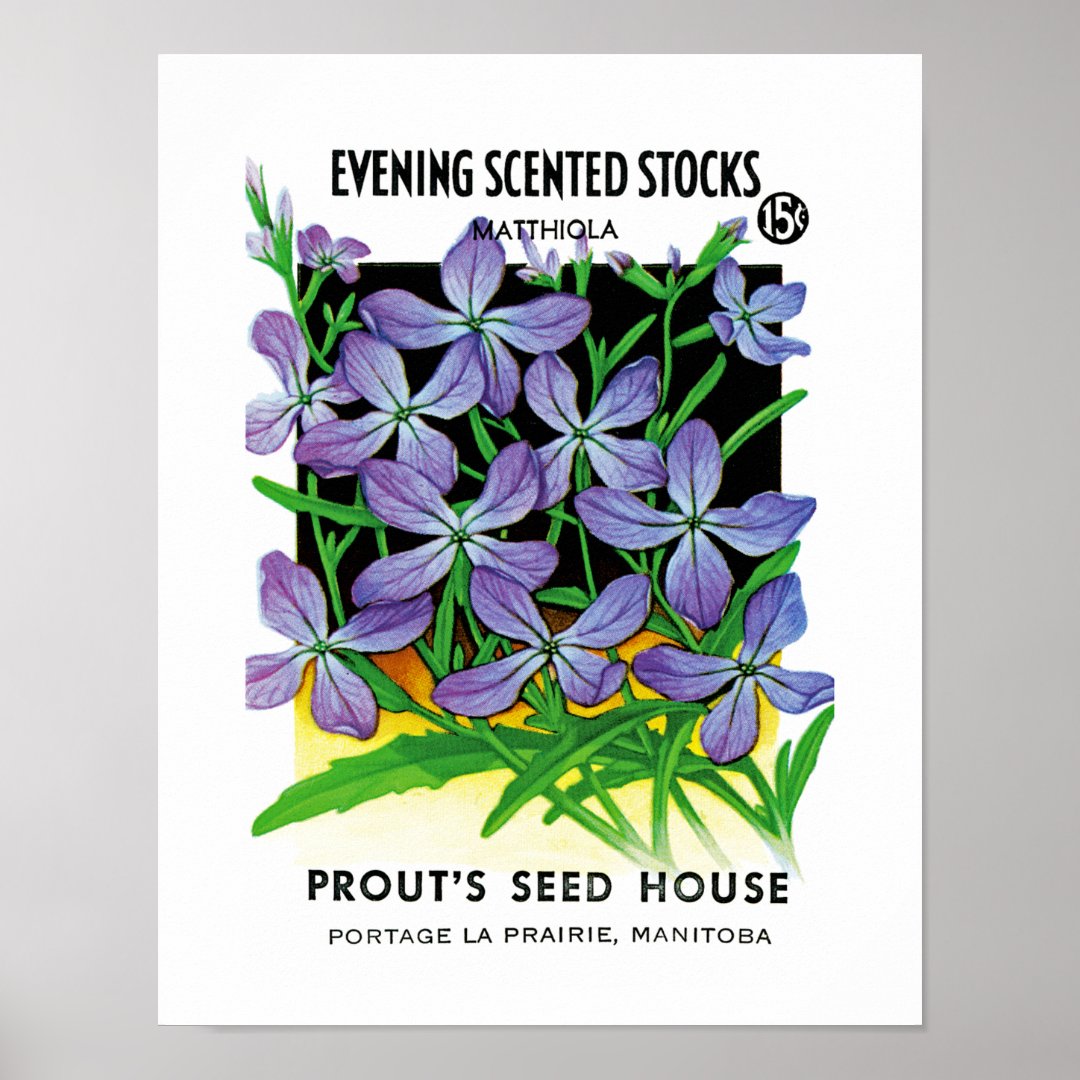 Evening Scented Stocks Seed Packet Label Poster | Zazzle