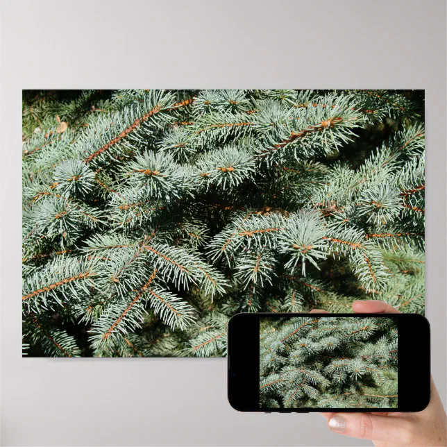 Evergreen Tree Background Canvas or Poster | Zazzle
