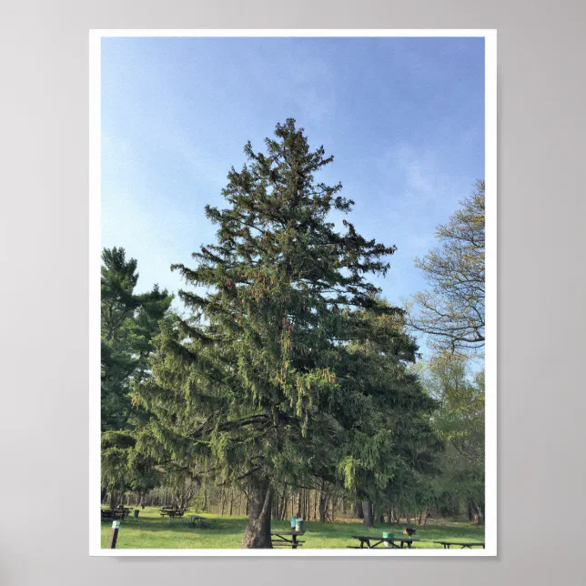 Evergreen Tree Poster | Zazzle