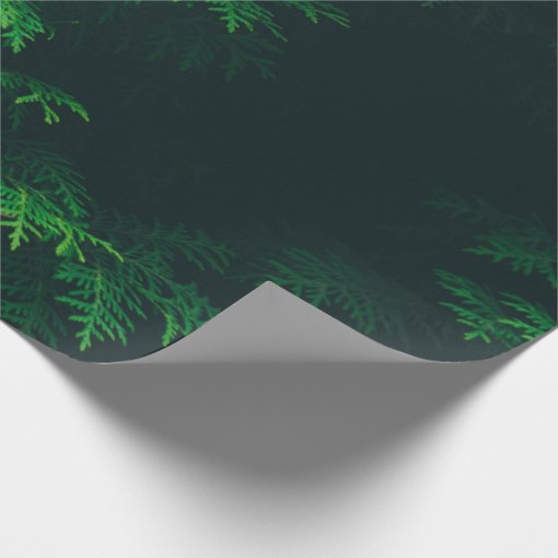 Evergreen tree wrapping paper | Zazzle
