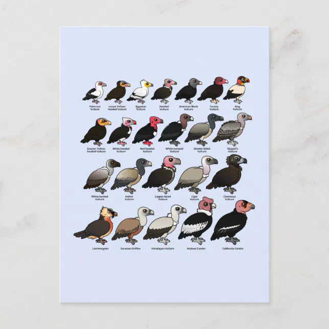 Every Vulture Postcard | Zazzle