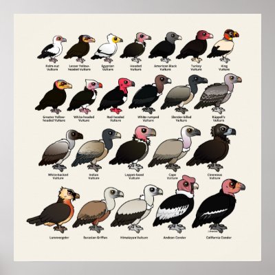 Cute California Condor by Birdorable