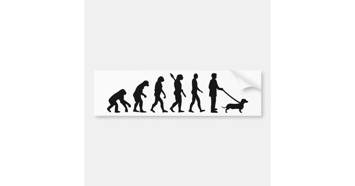 Evolution Dachshund Bumper Sticker | Zazzle