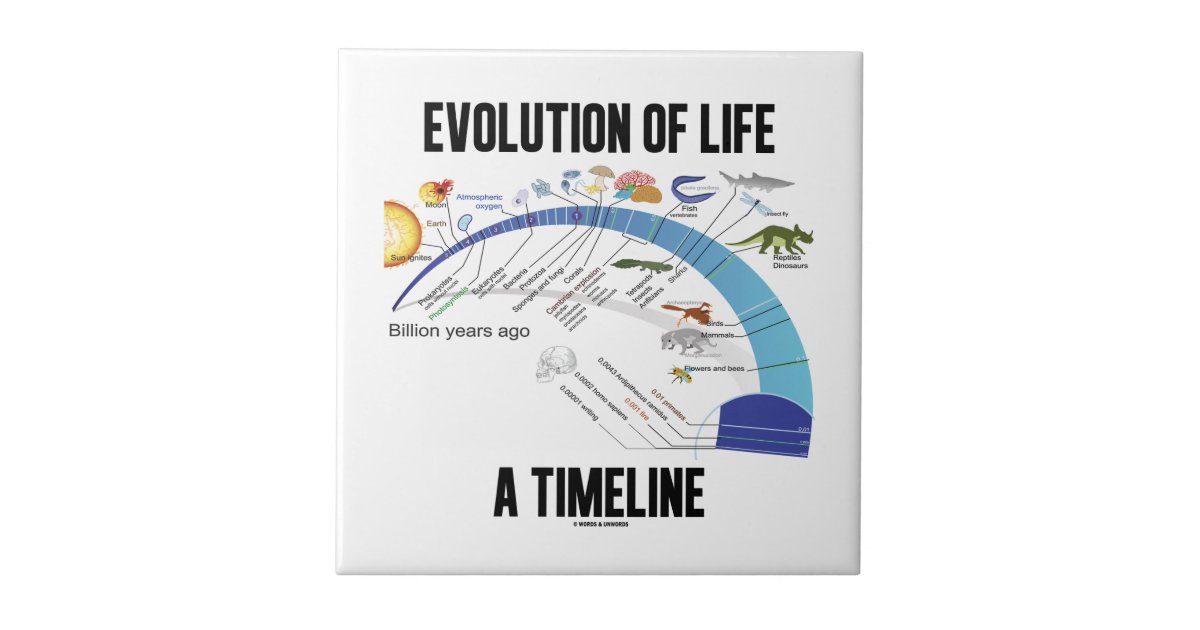 Evolution Of Life A Timeline (Biology) Ceramic Tile | Zazzle