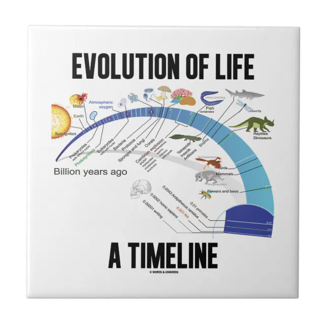 Evolution Of Life A Timeline (Biology) Ceramic Tile | Zazzle