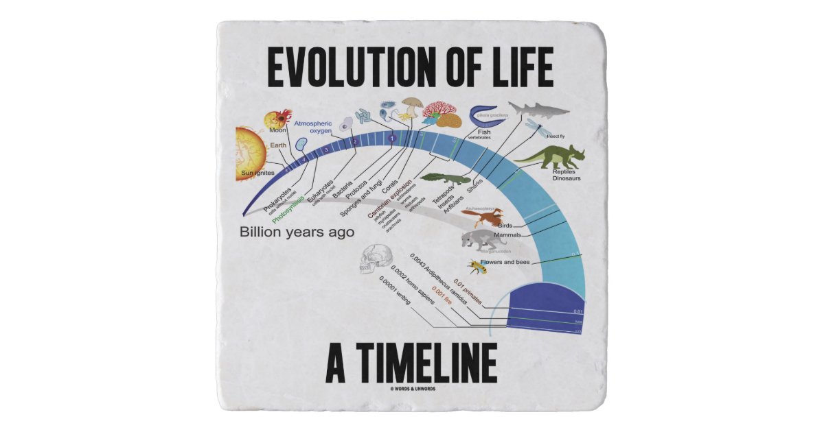 Evolution Of Life A Timeline Biology Trivet | Zazzle