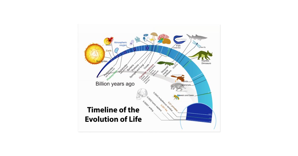 Evolution of Life on Earth Timeline Diagram Postcard | Zazzle.com
