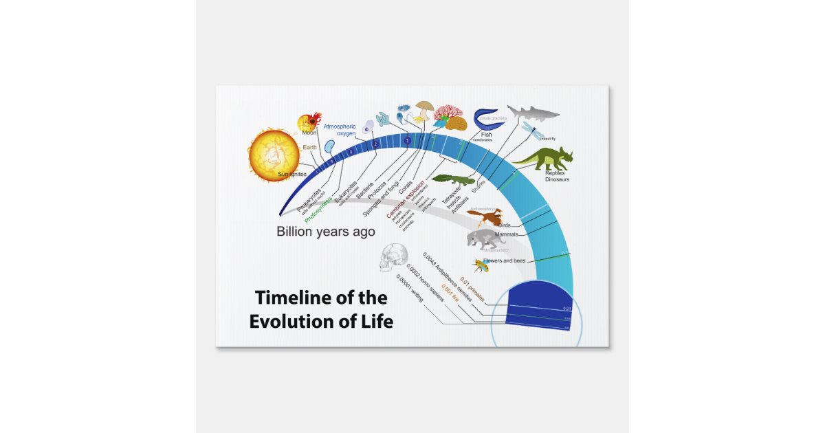 Evolution of Life on Earth Timeline Diagram Yard Sign | Zazzle