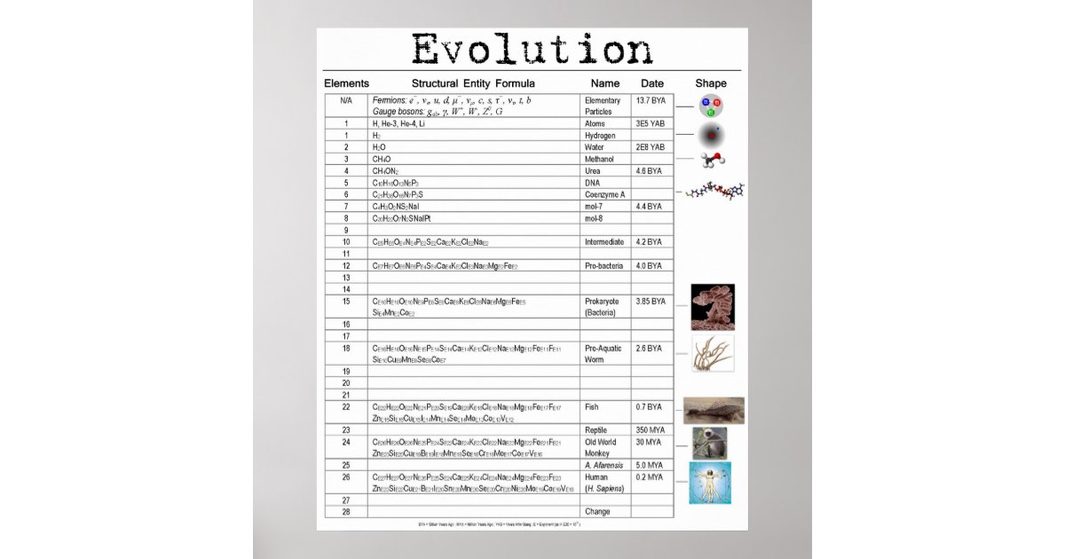 Evolution Poster | Zazzle