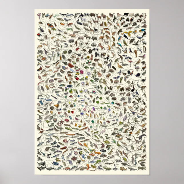 Evolution - Tree of Life Poster | Zazzle