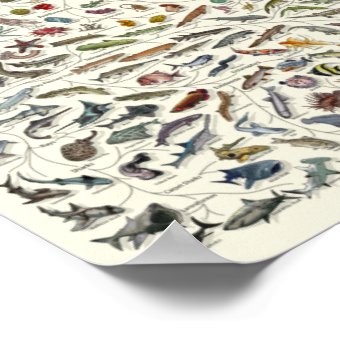 Evolution - Tree of Life Poster | Zazzle