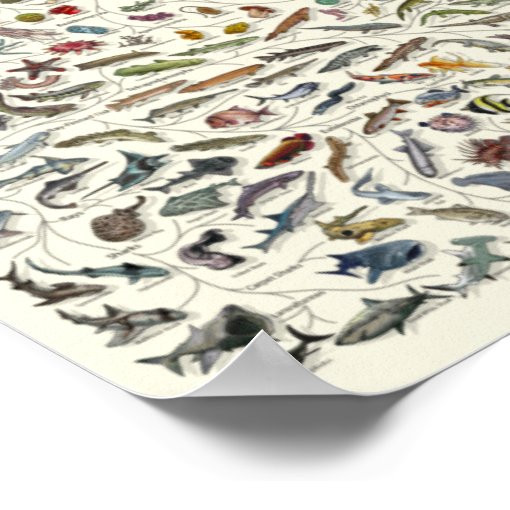 Evolution - Tree of Life Poster | Zazzle