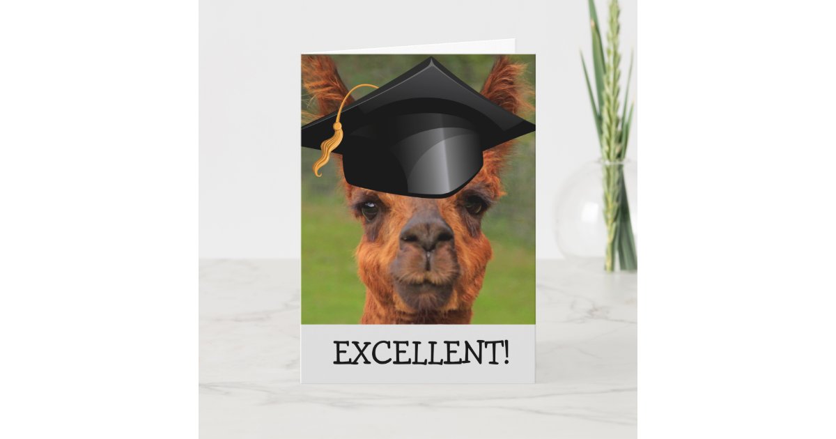 Excellent Llama Graduation Card | Zazzle