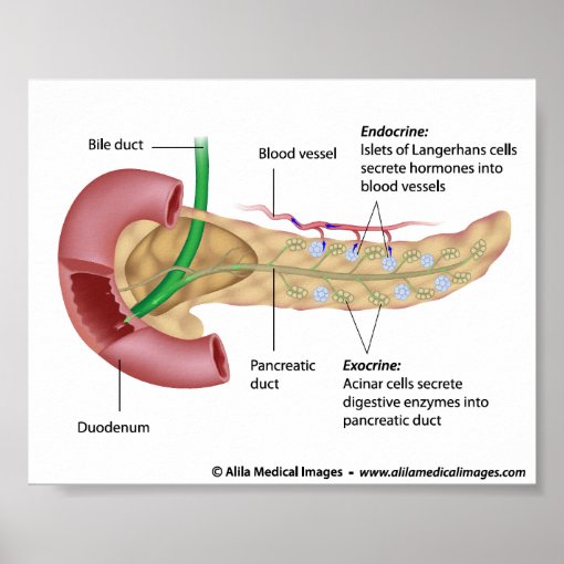Exocrine and endocrine pancreas, labeled drawing. poster | Zazzle