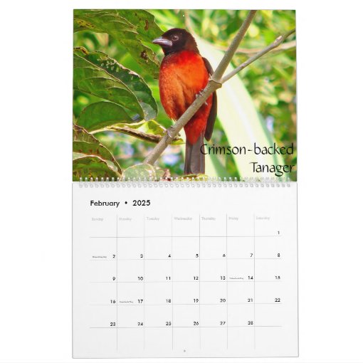 Exotic Birds of South America Calendar | Zazzle