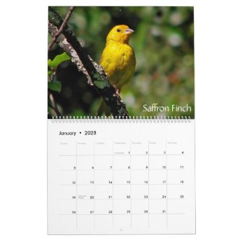 Exotic Birds of South America Calendar | Zazzle
