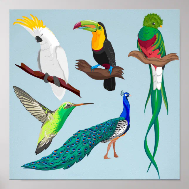 Exotic Birds Poster | Zazzle