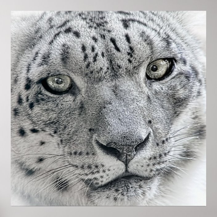 Exotic White Snow Leopard Poster | Zazzle.com