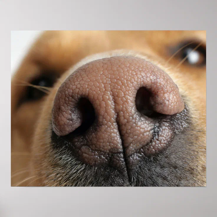 Extreme close-up of a dog nose. poster | Zazzle