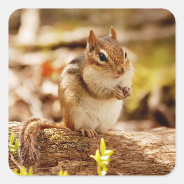 Extremely Cute Chipmunk Square Sticker | Zazzle