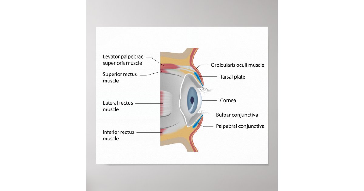 Eye conjunctiva anatomy Poster | Zazzle