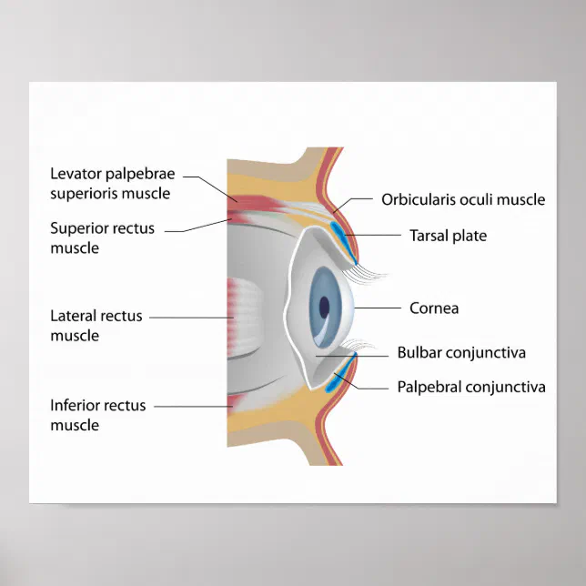 Eye conjunctiva anatomy Poster | Zazzle