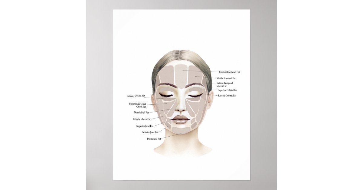 Face Anatomy Beauty Art Poster | Zazzle